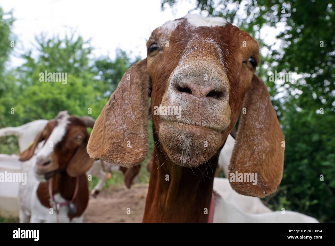 Portrait of boer goat Stock Photo - Alamy