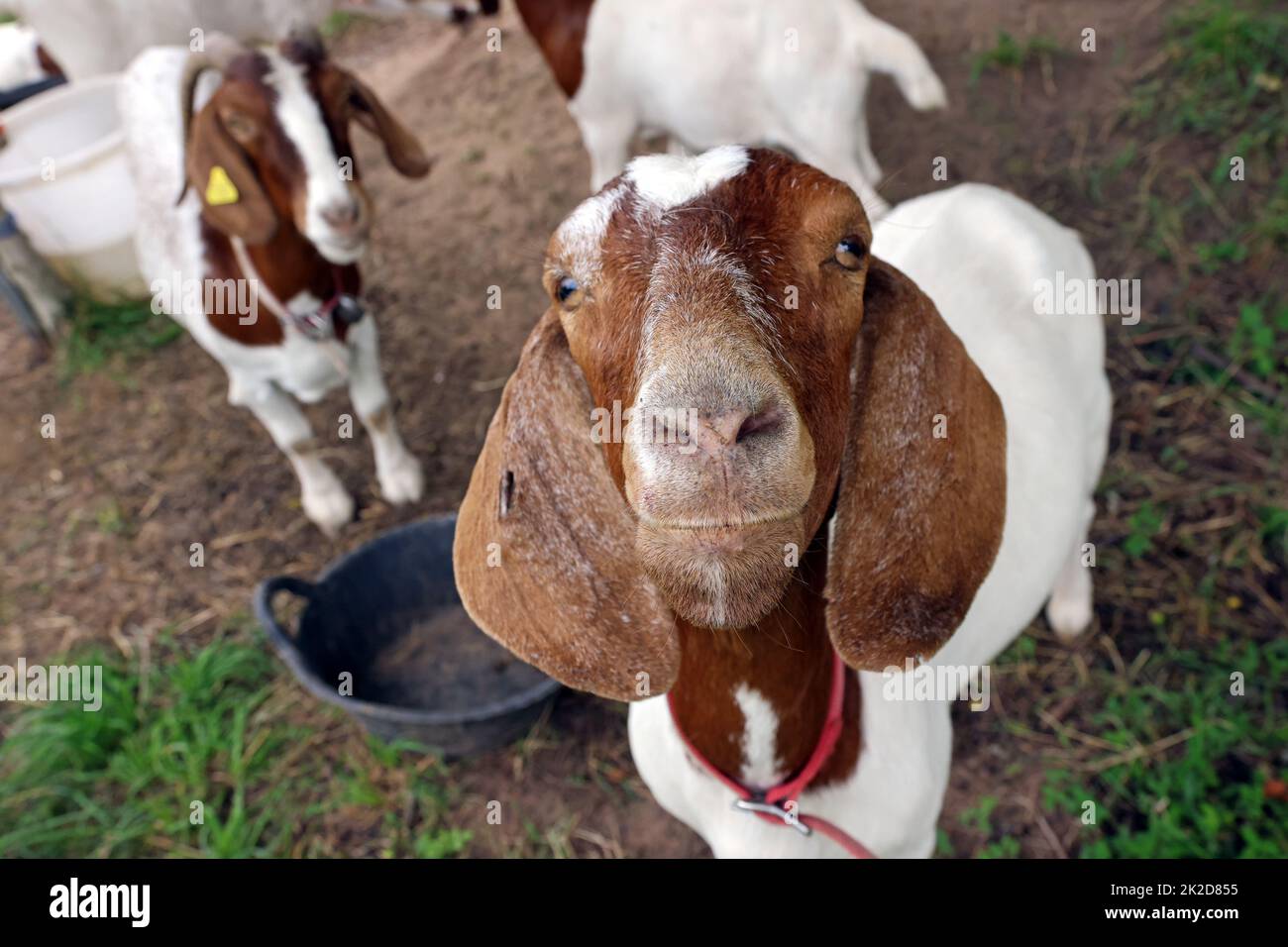 Portrait of boer goat Stock Photo - Alamy