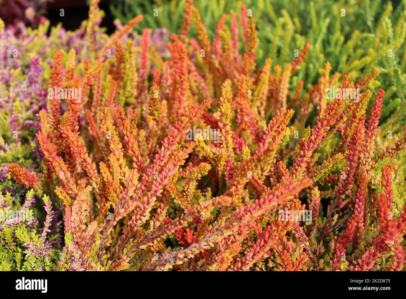 Heather garden hi-res stock photography and images - Alamy