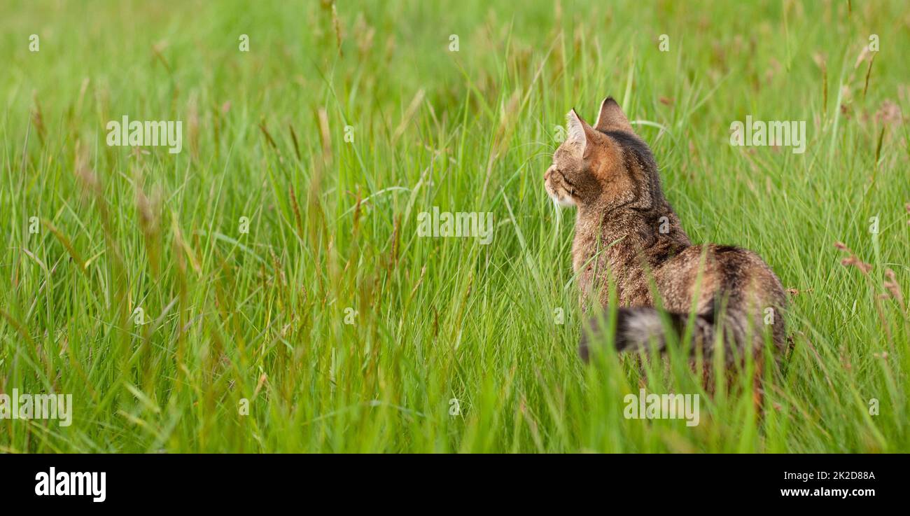 Cat is sitting in a meadow, spring and summer season, domestic animal ...
