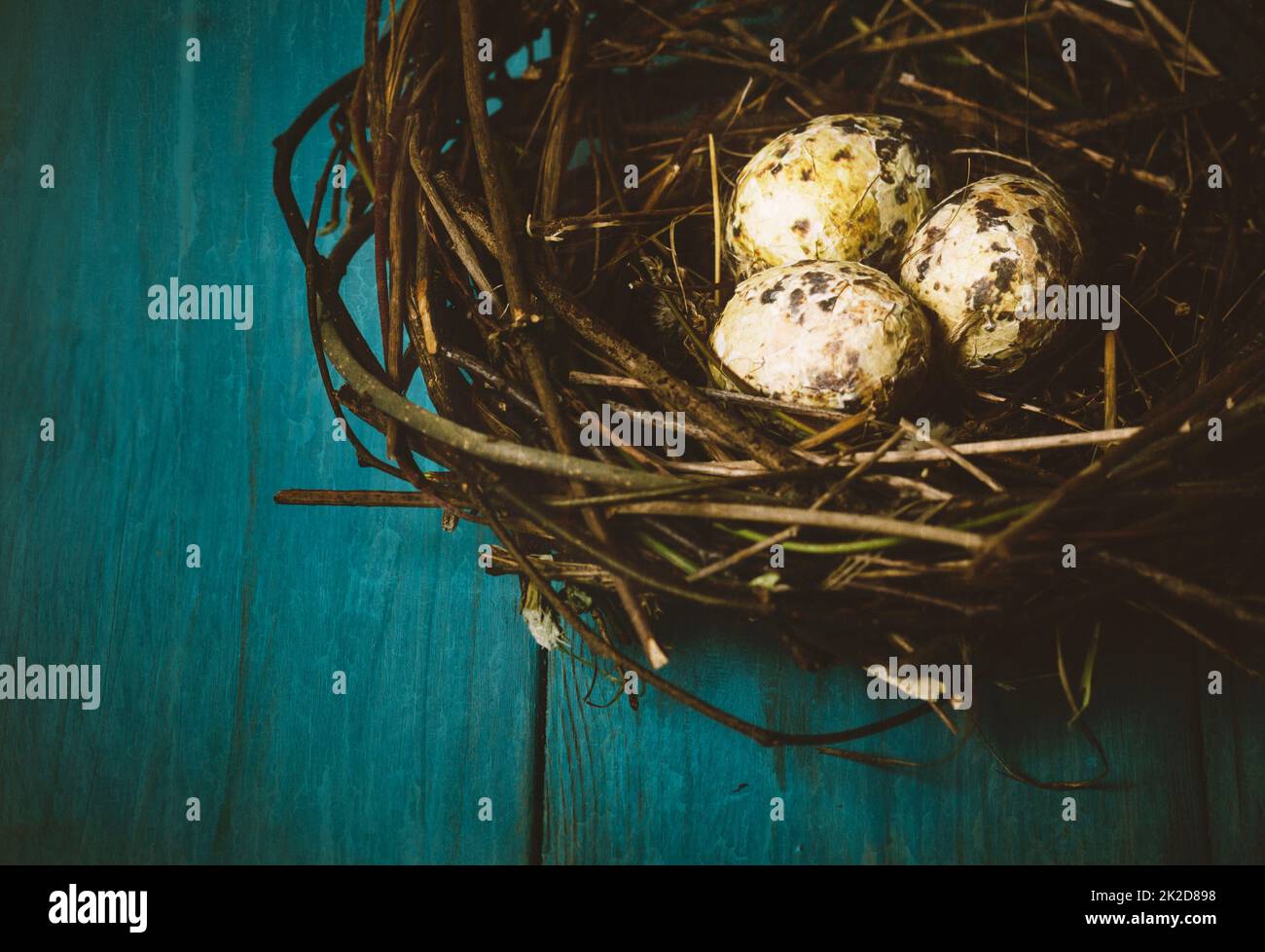 Eggs in Nest Stock Photo - Alamy