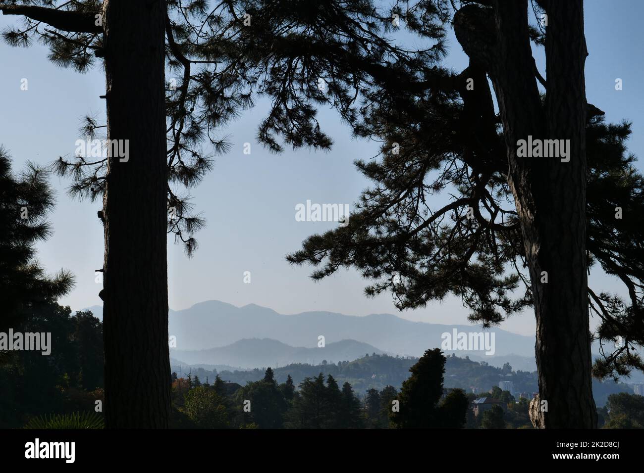 Side street tree hi-res stock photography and images - Alamy