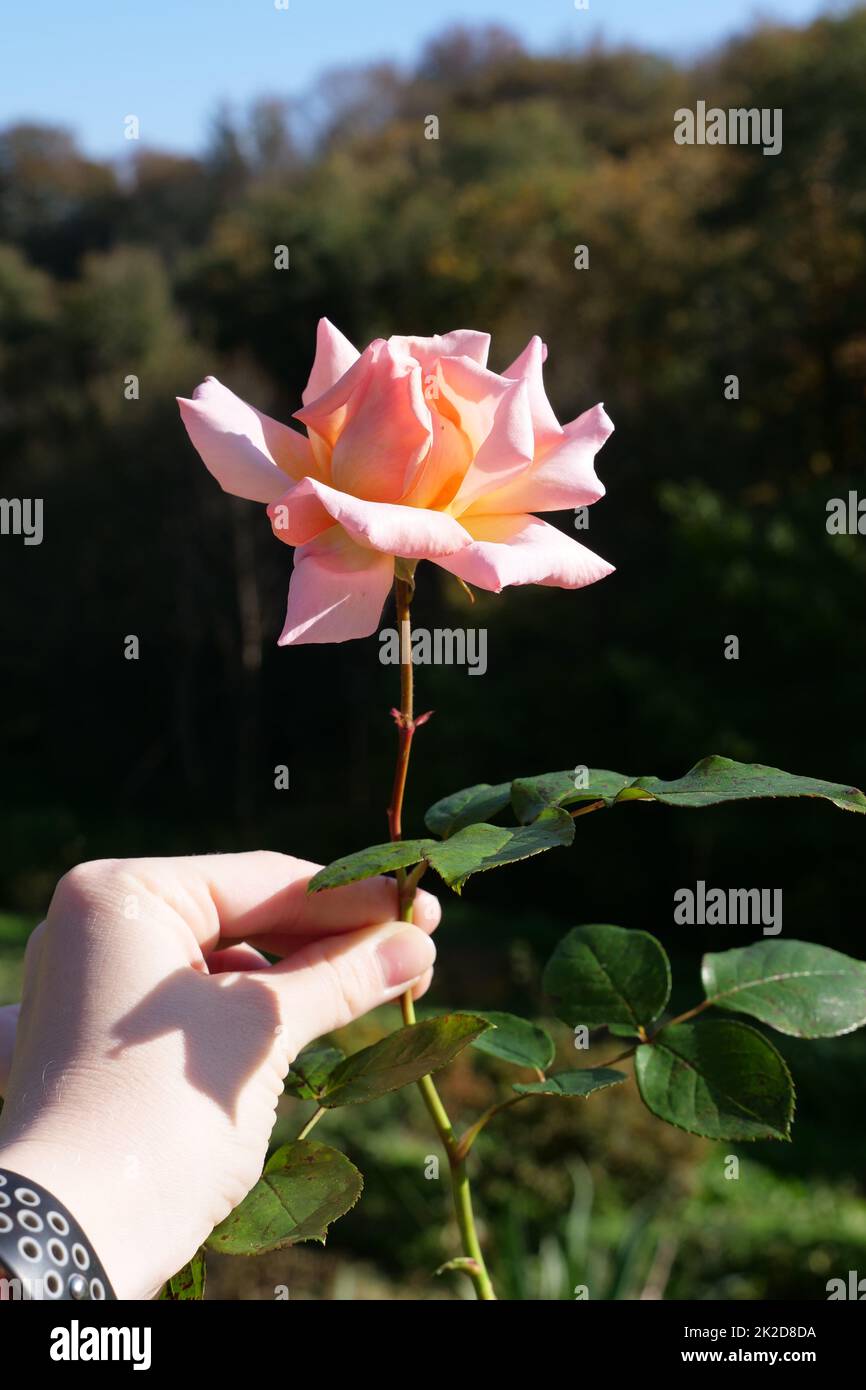 Hand holding flower hi-res stock photography and images - Alamy