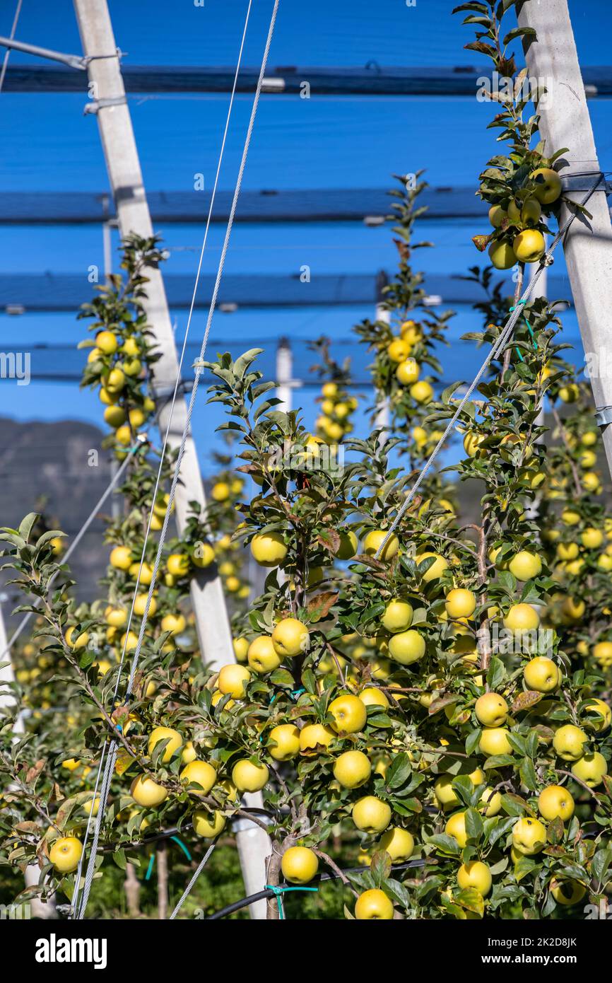 Apple orchard in Aica, South Tyrol, Italy Stock Photo - Alamy