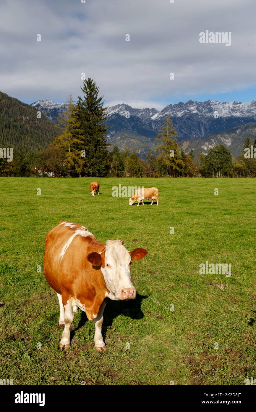 Pasture cows under austrian hi-res stock photography and images - Alamy