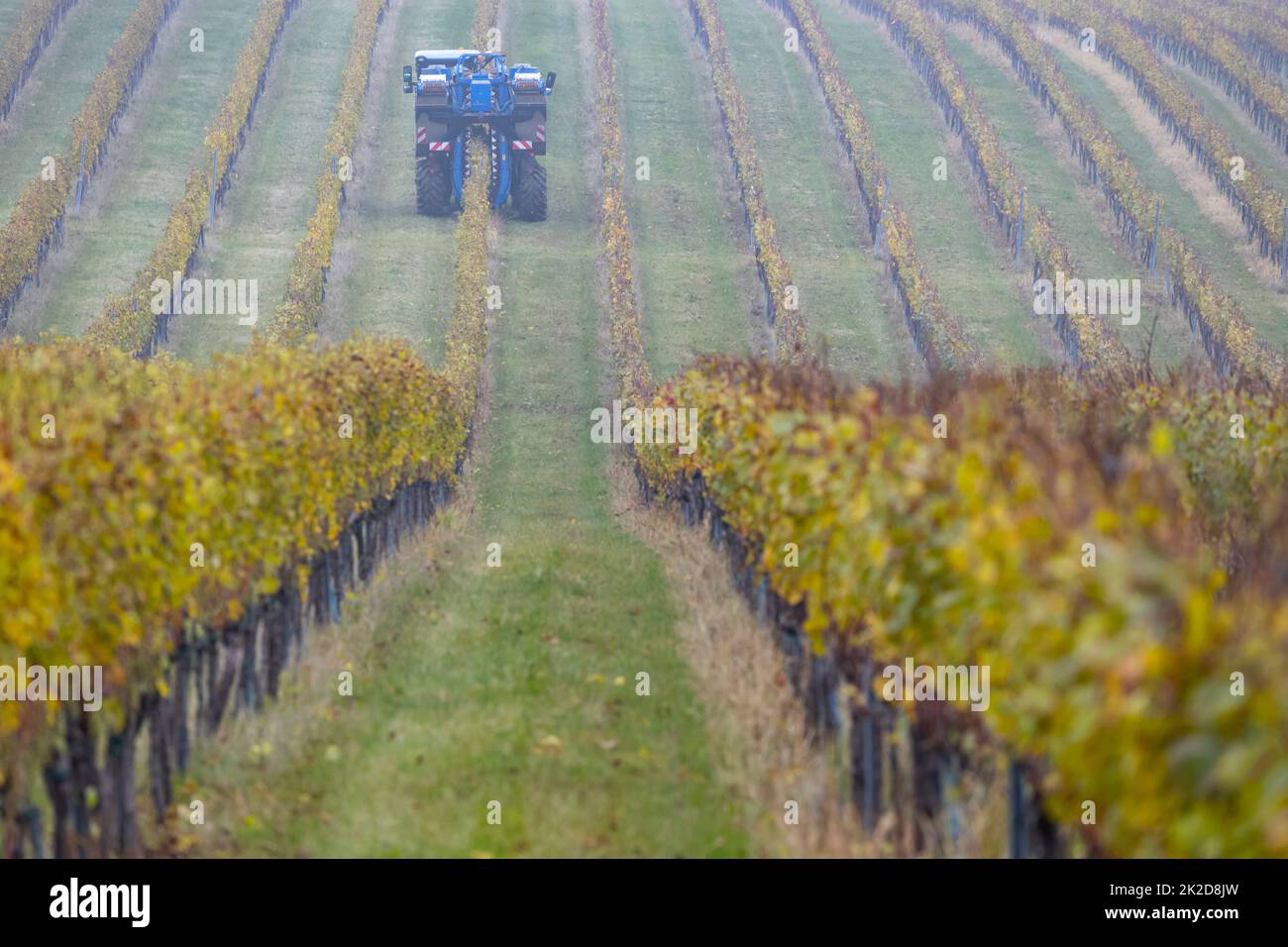 harvesting grapes with a combine harvester, Southern Moravia, Czech ...