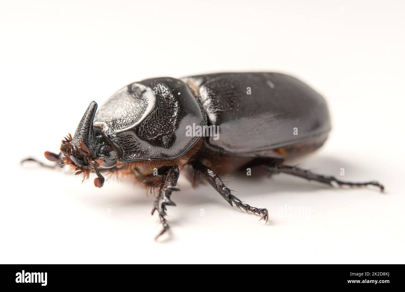 Beetle Oryctes rhinoceros isolated on white background Stock Photo - Alamy