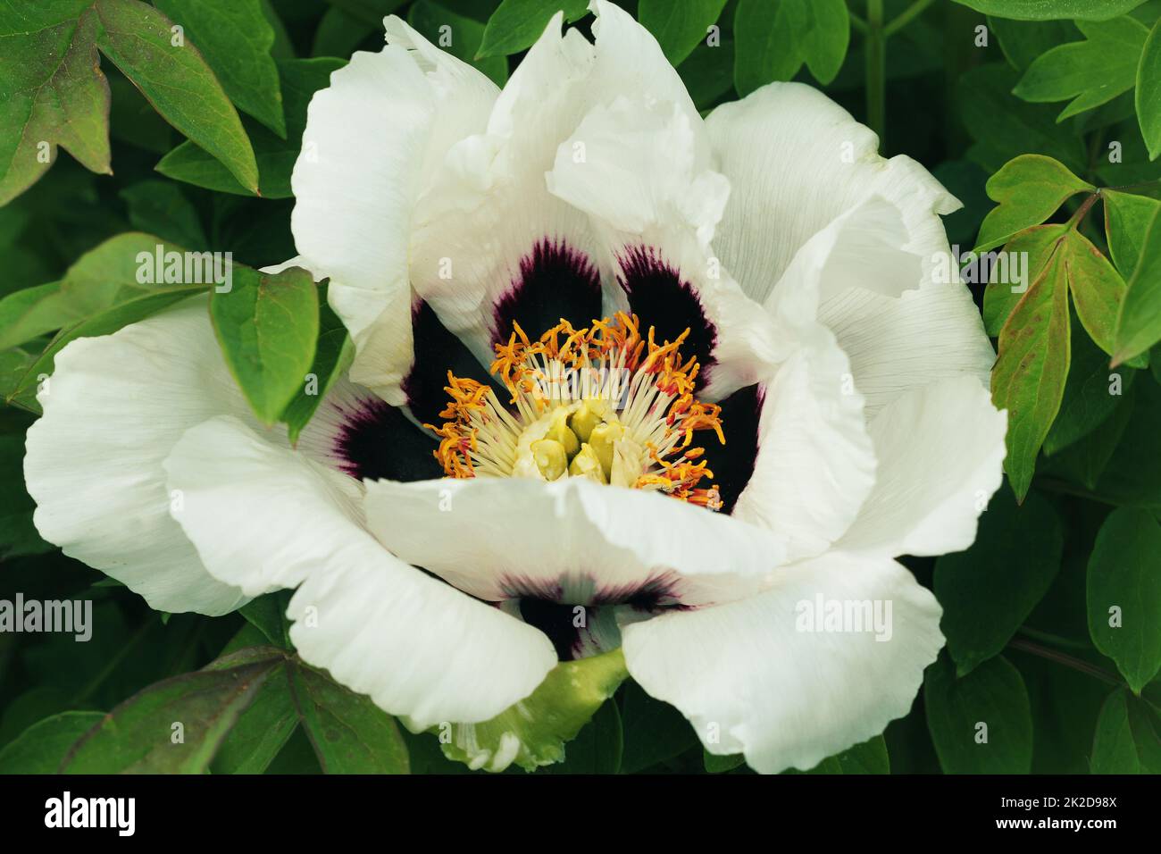 White tree peony flower hi-res stock photography and images - Alamy
