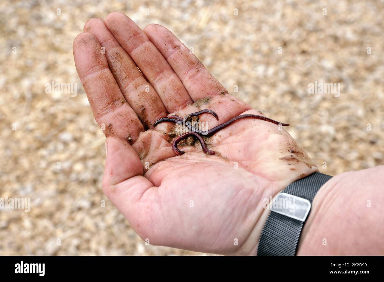 Worms in hands hi-res stock photography and images - Alamy