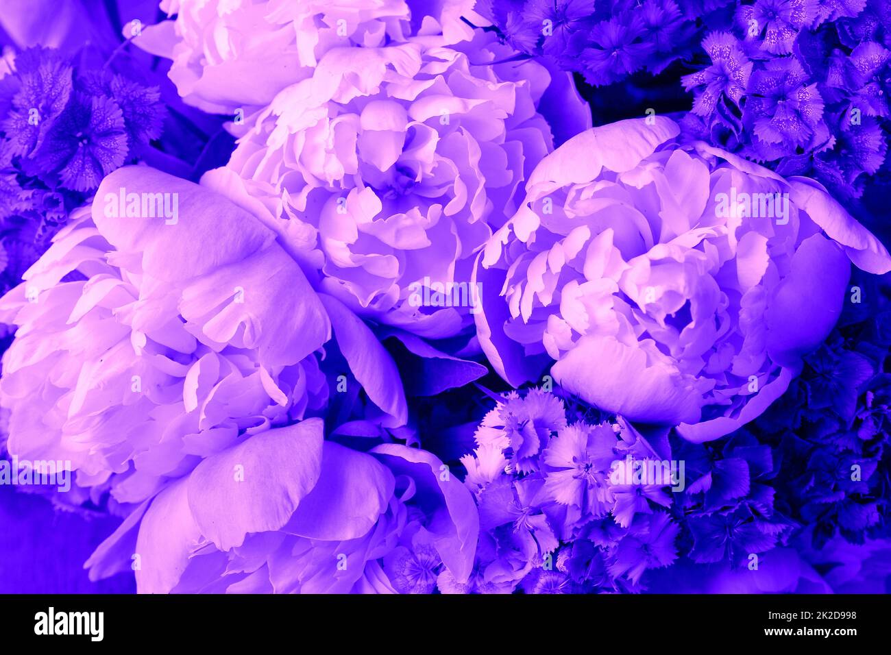 Beautiful spring pattern background with blue flower . Close up of ...