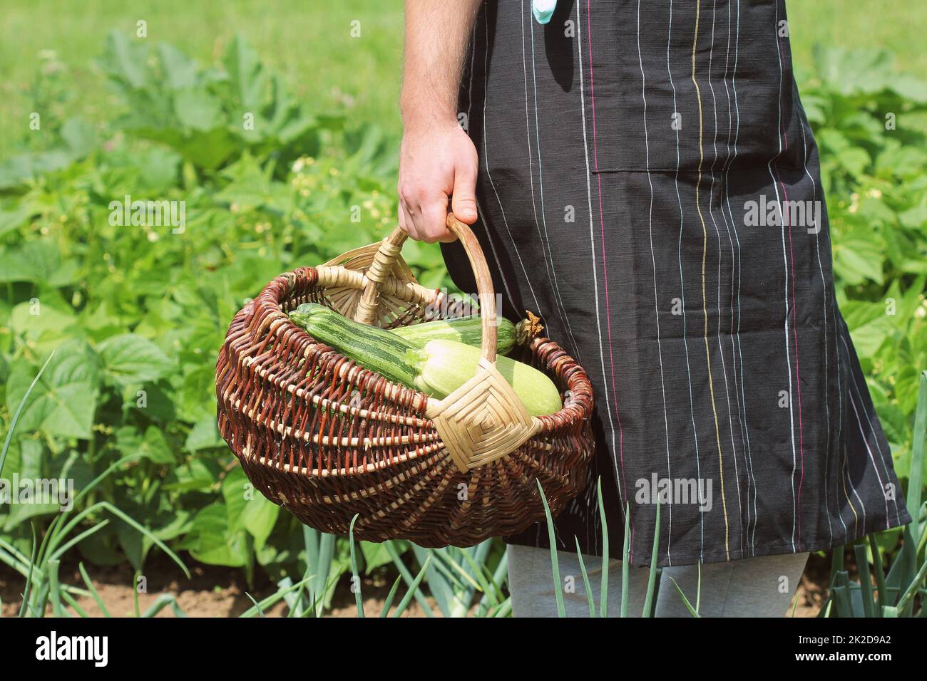 Harvesting zucchini. Fresh squash lying in basket. Fresh squash picked ...
