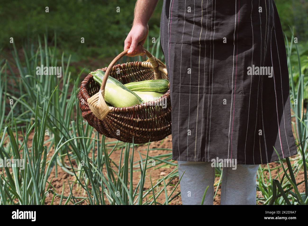 Harvesting zucchini. Fresh squash lying in basket. Fresh squash picked ...