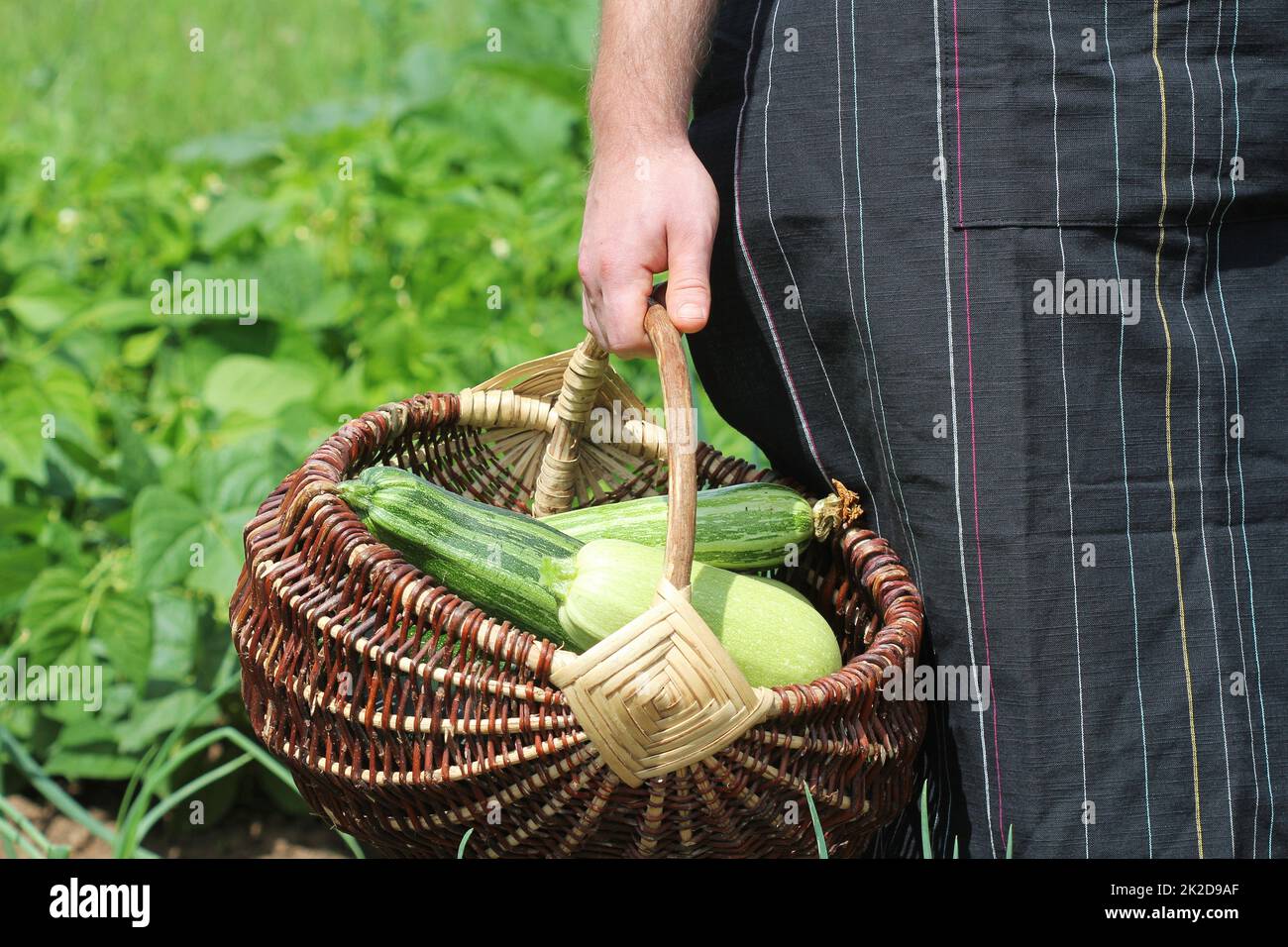 Harvesting zucchini. Fresh squash lying in basket. Fresh squash picked ...