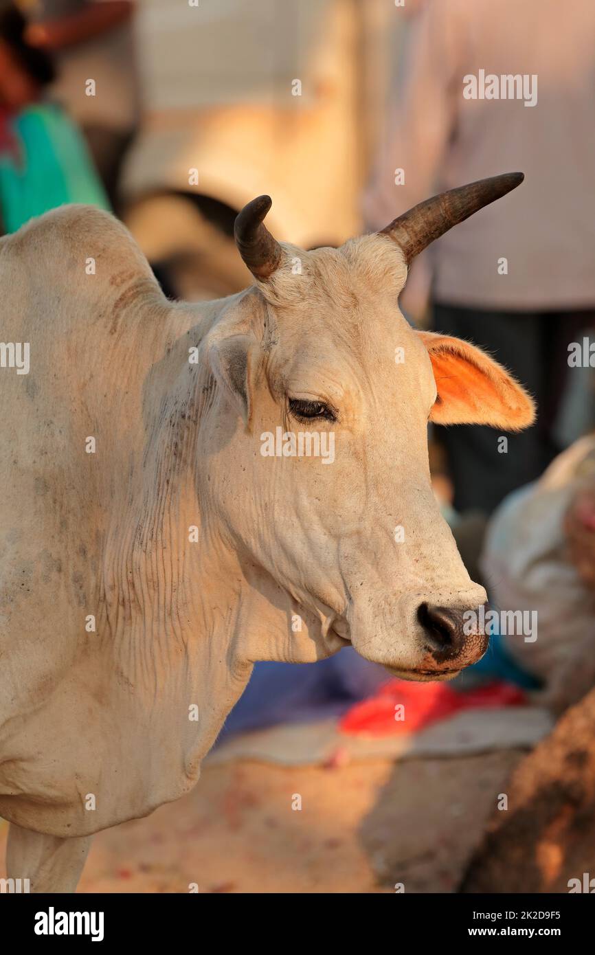 Brahman cow portrait - India Stock Photo - Alamy