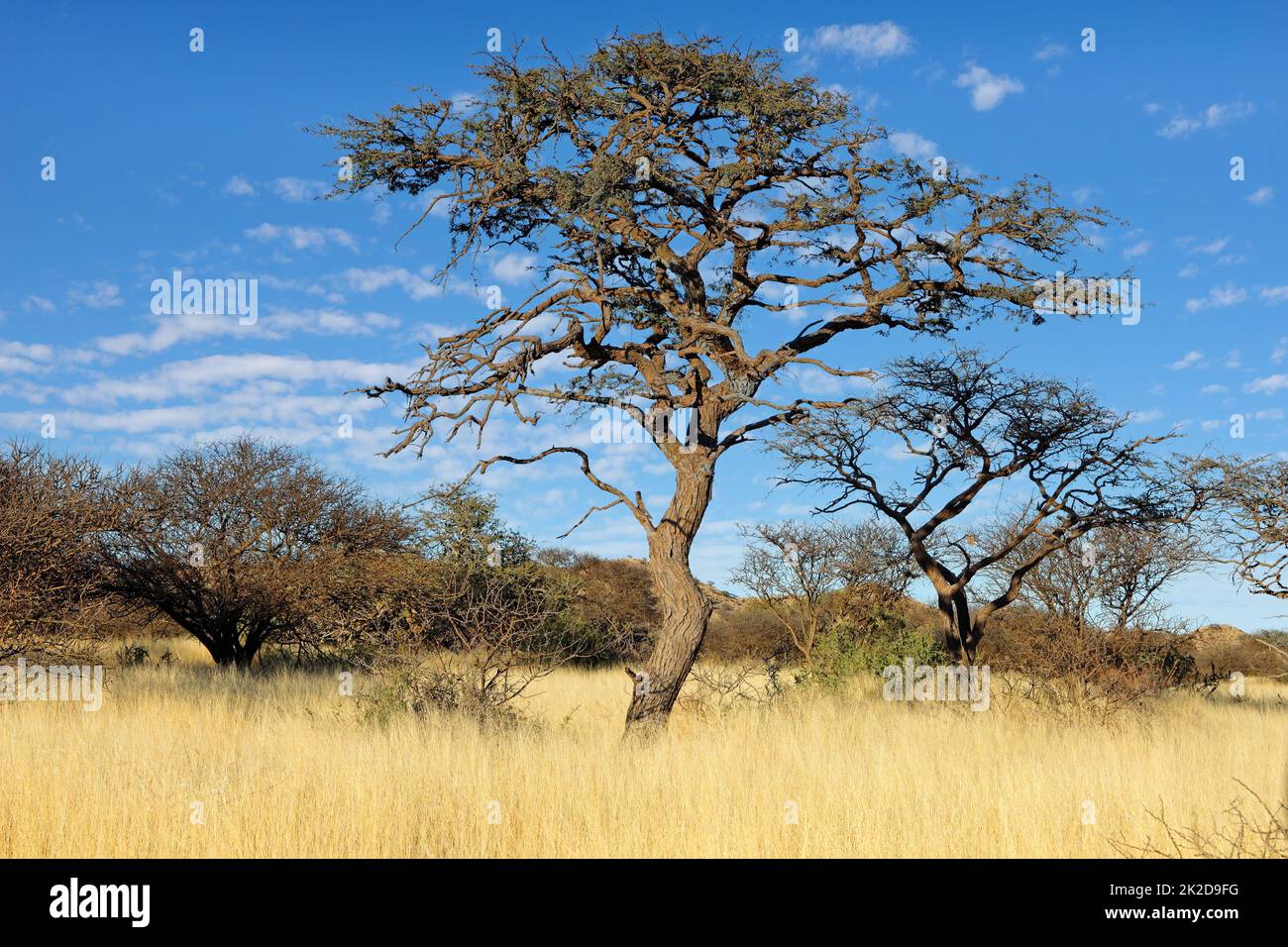 Camel-thorn tree in open savannah - South Africa Stock Photo - Alamy