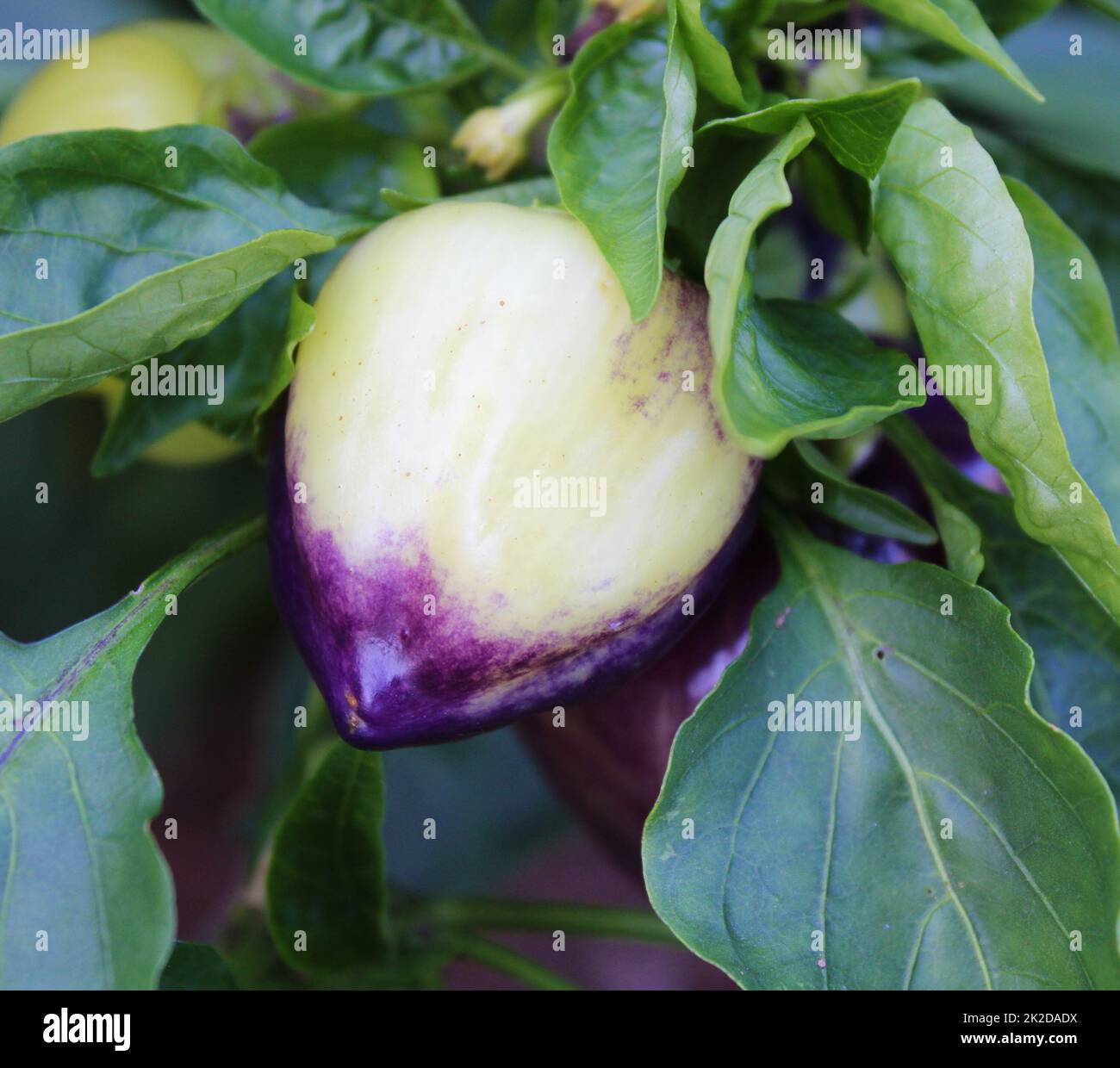 The Tip of a Small Ivory Pepper Beginning to Turn Purple Stock Photo ...