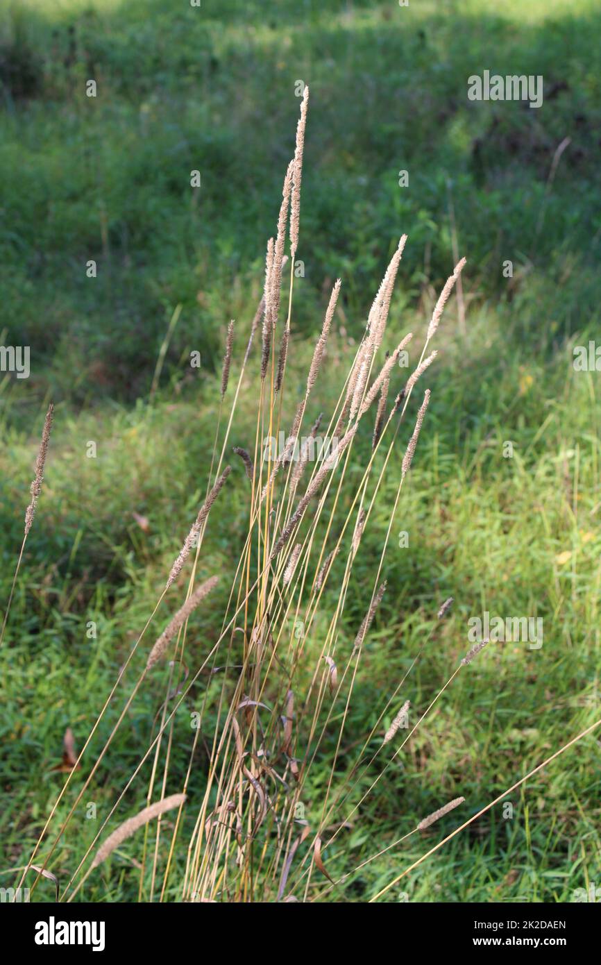 Dry timothy hi-res stock photography and images - Alamy