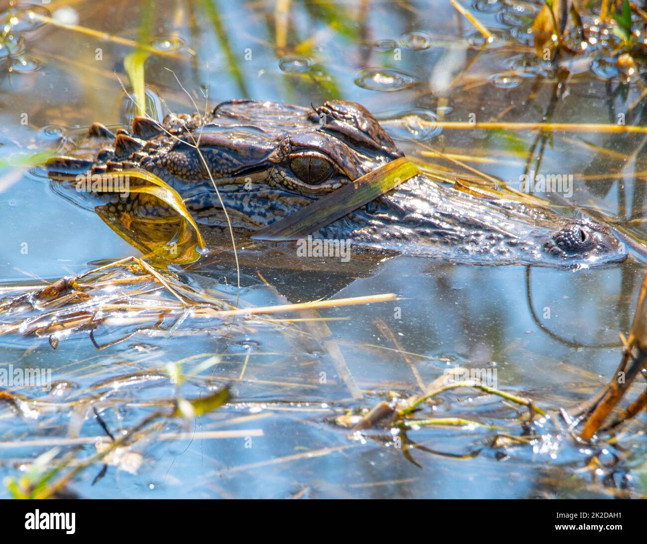 American Alligator Head sitting above the water in a swamp Stock Photo ...