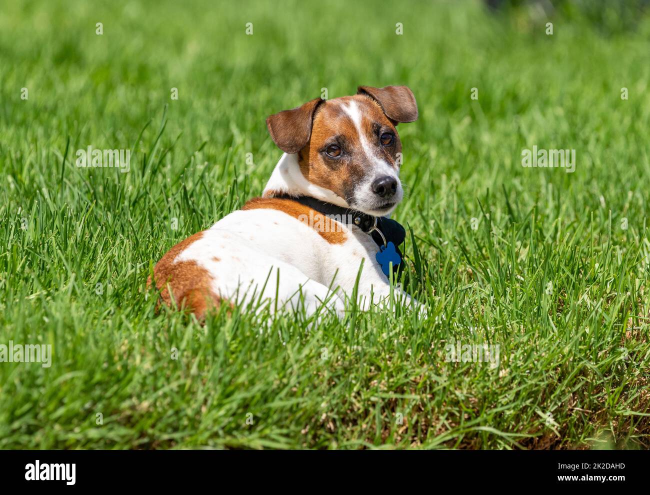 Red and white Jack Russell Terrier posing and resting in the grass ...