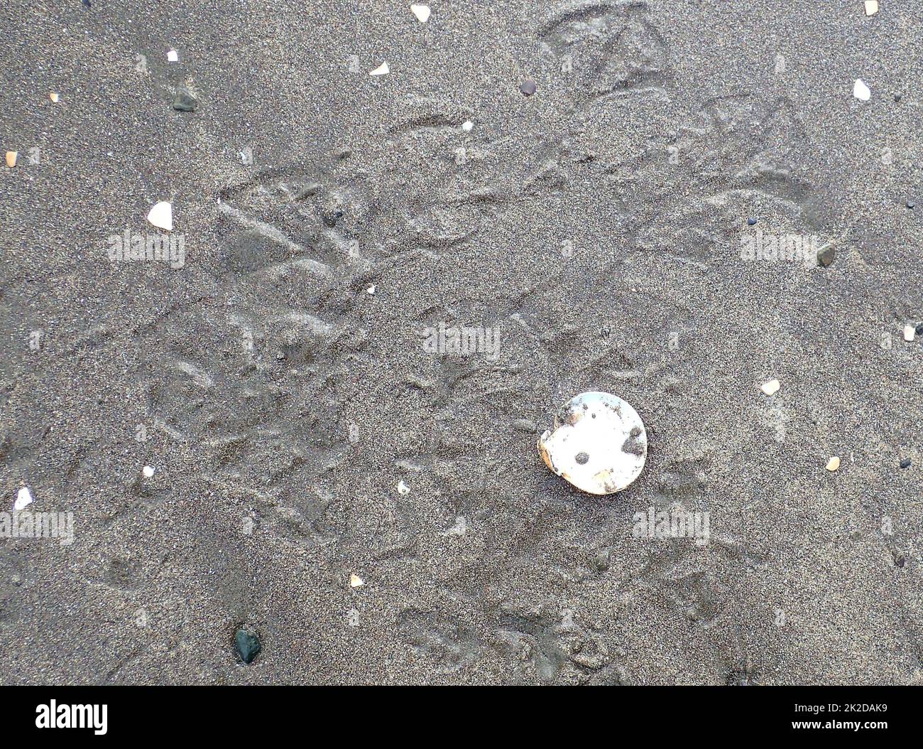 Seagull feet marks hi-res stock photography and images - Alamy