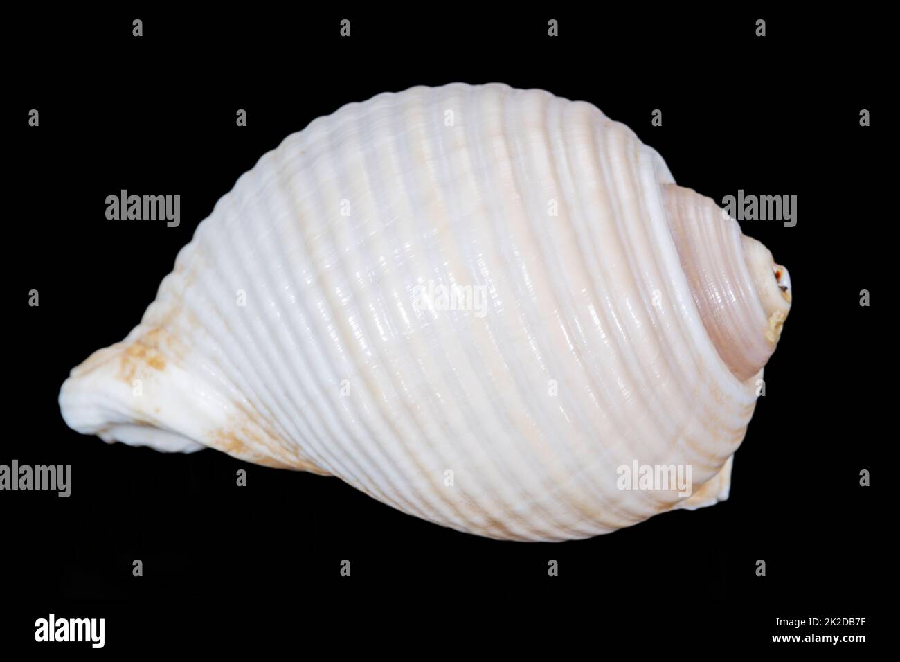 Sea shell of marine snail isolated on black background, close up Stock ...