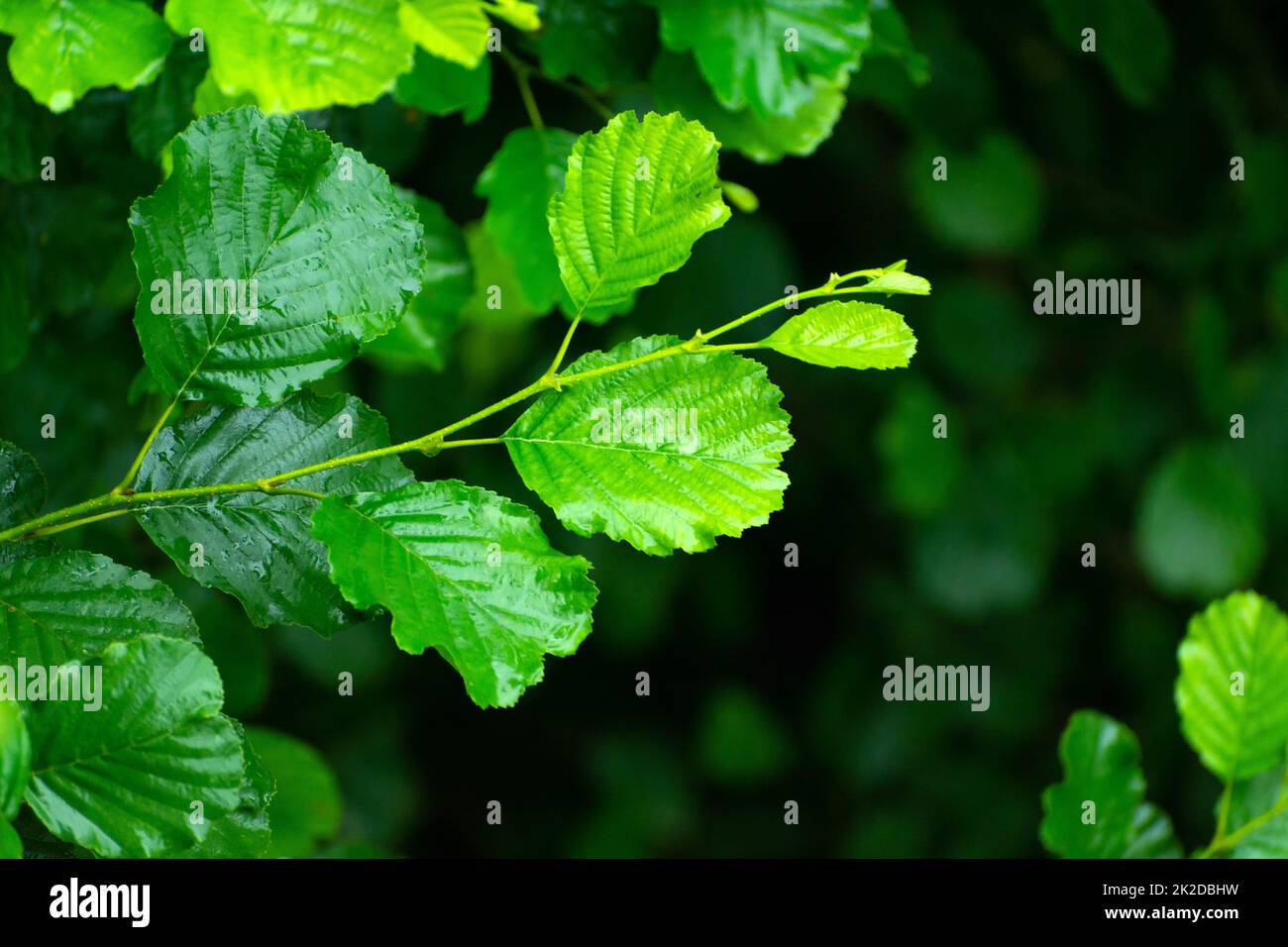 Wet green hazel leaves and dark background Stock Photo - Alamy