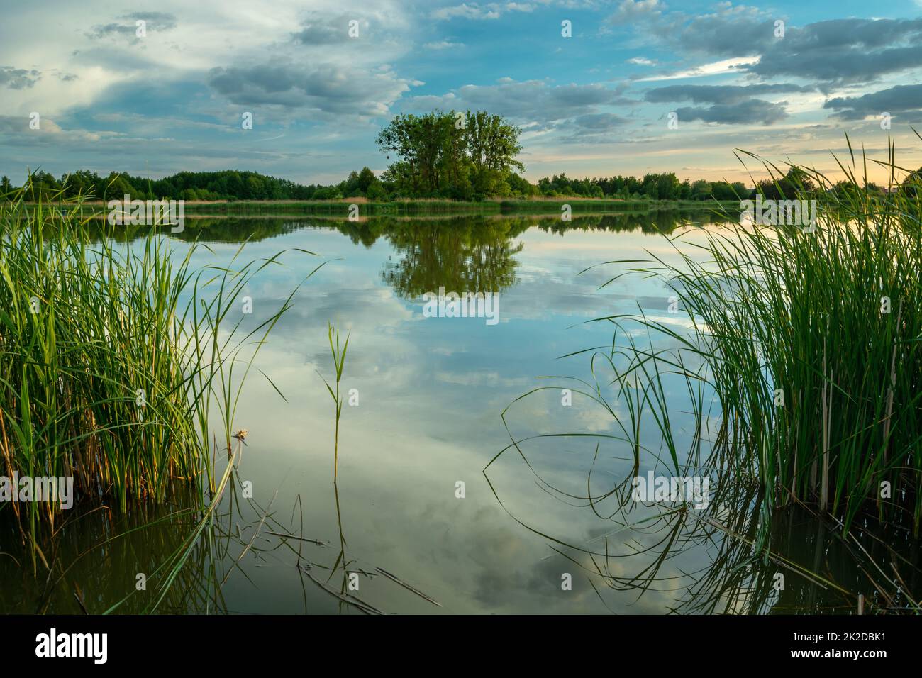 Reeds in the water, trees and clouds in the sky Stock Photo - Alamy