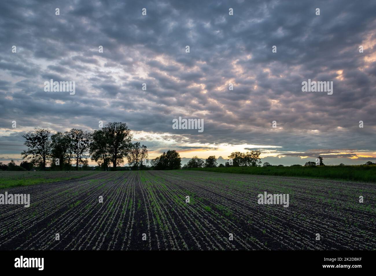 Seedlings field hi-res stock photography and images - Alamy