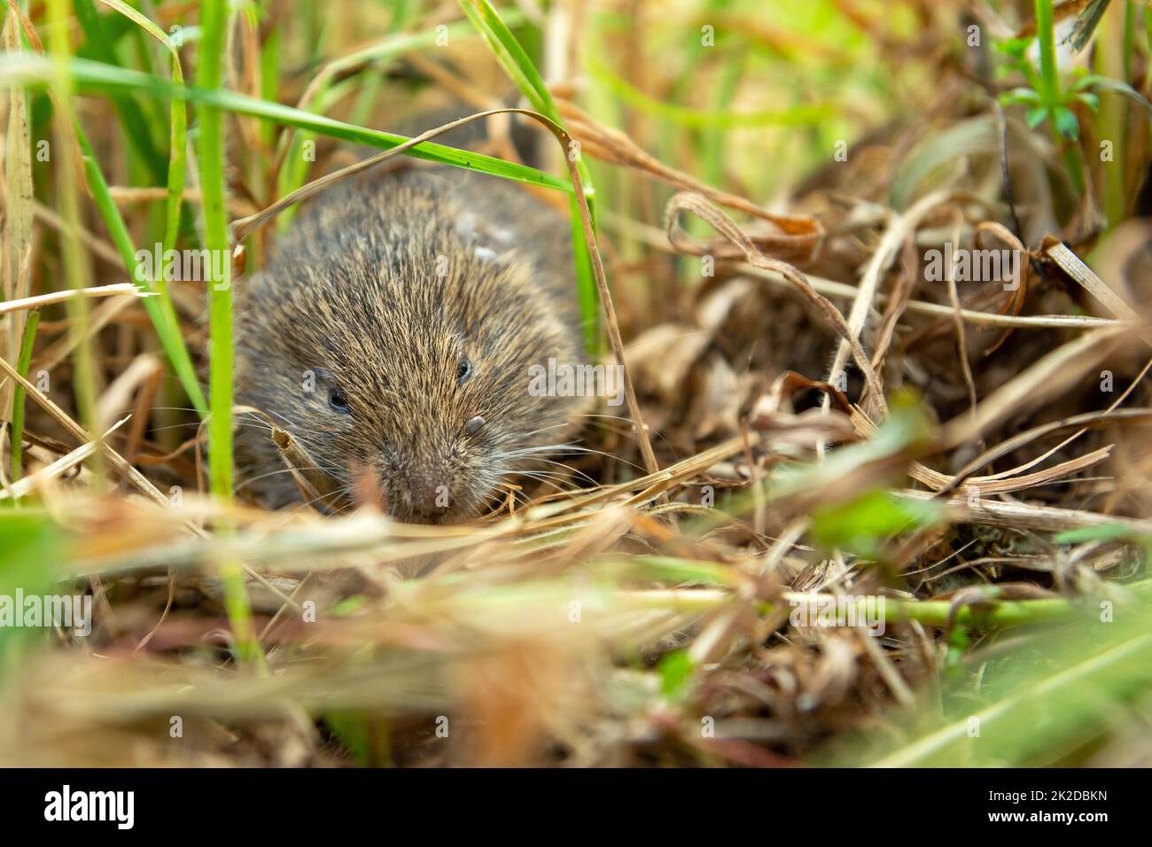 A field mouse with a tick on its mouth Stock Photo - Alamy