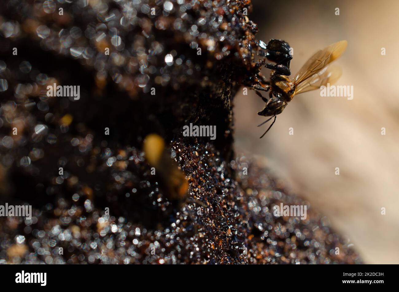 Stingless bee hi-res stock photography and images - Alamy
