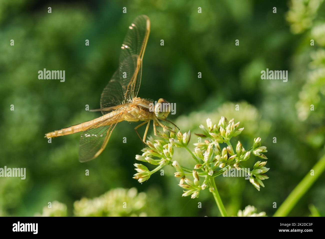 Yellow dragonflies are on the pollen of flowers in nature Stock Photo ...