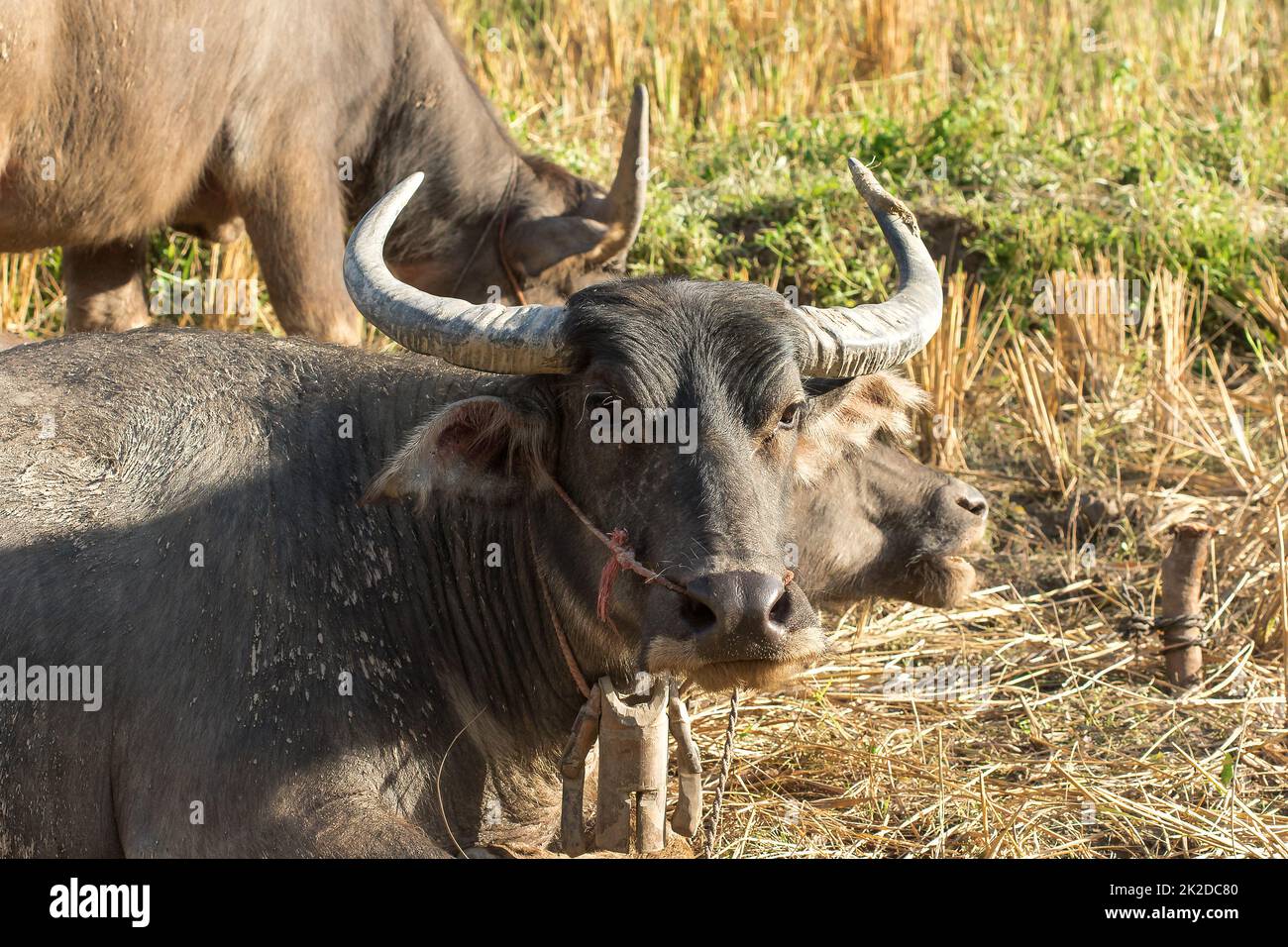 Buffalo portrait white background hi-res stock photography and images ...