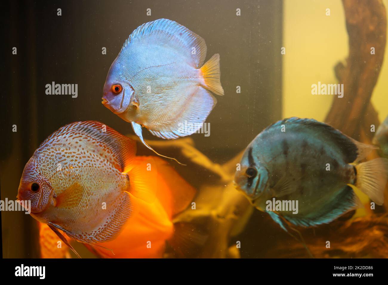 Portrait of a discus in the aquarium, discus fish belongs to the ...