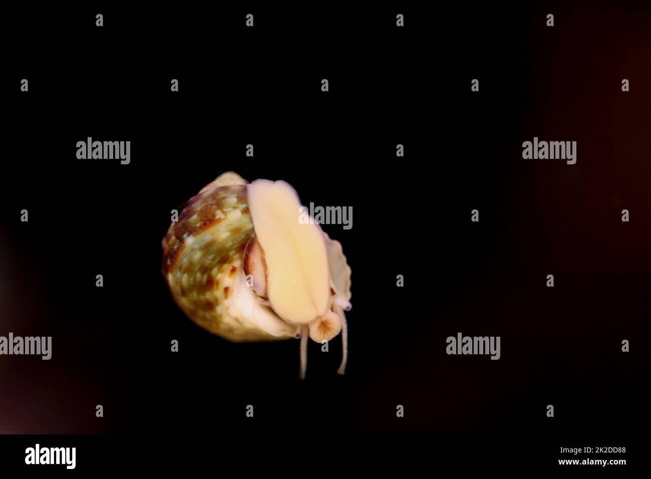 A snail in the saltwater aquarium on the glass Stock Photo - Alamy