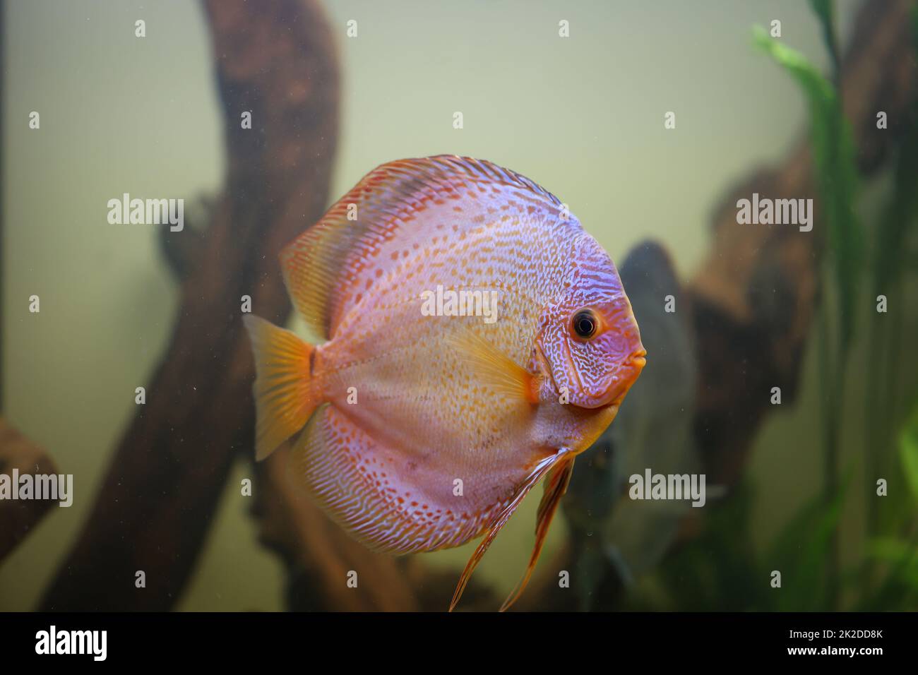 Portrait of a discus in the aquarium, discus fish belongs to the ...
