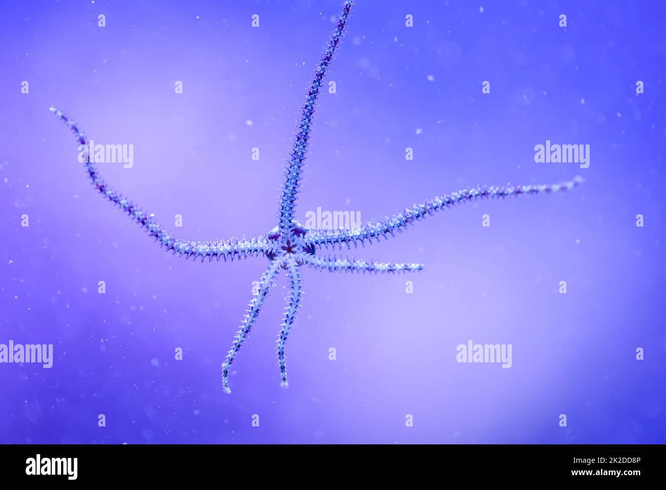 A snake starfish with its six tentacles on the pane of a marine ...