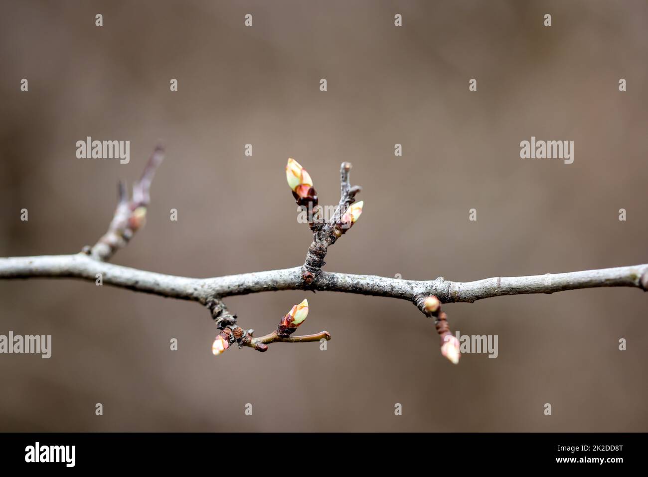 Spring red flower tree branch hi-res stock photography and images - Alamy