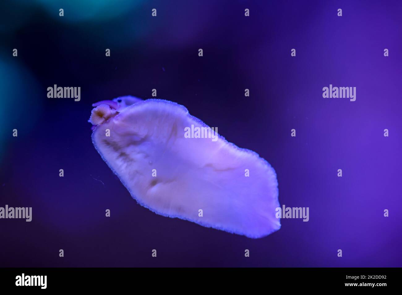 A snail in the saltwater aquarium on the glass Stock Photo - Alamy