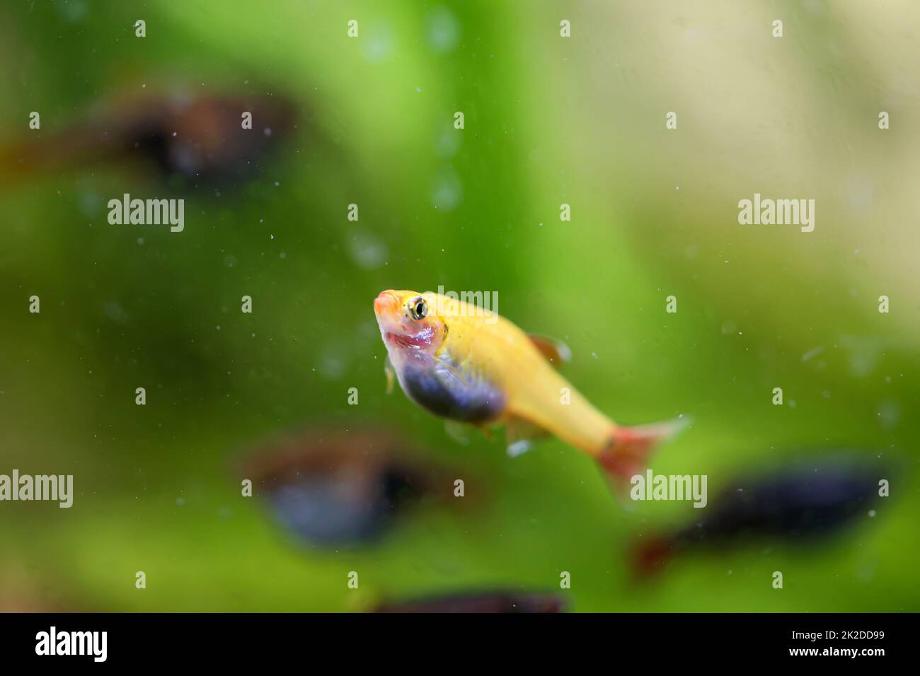 Danio fish hi-res stock photography and images - Alamy