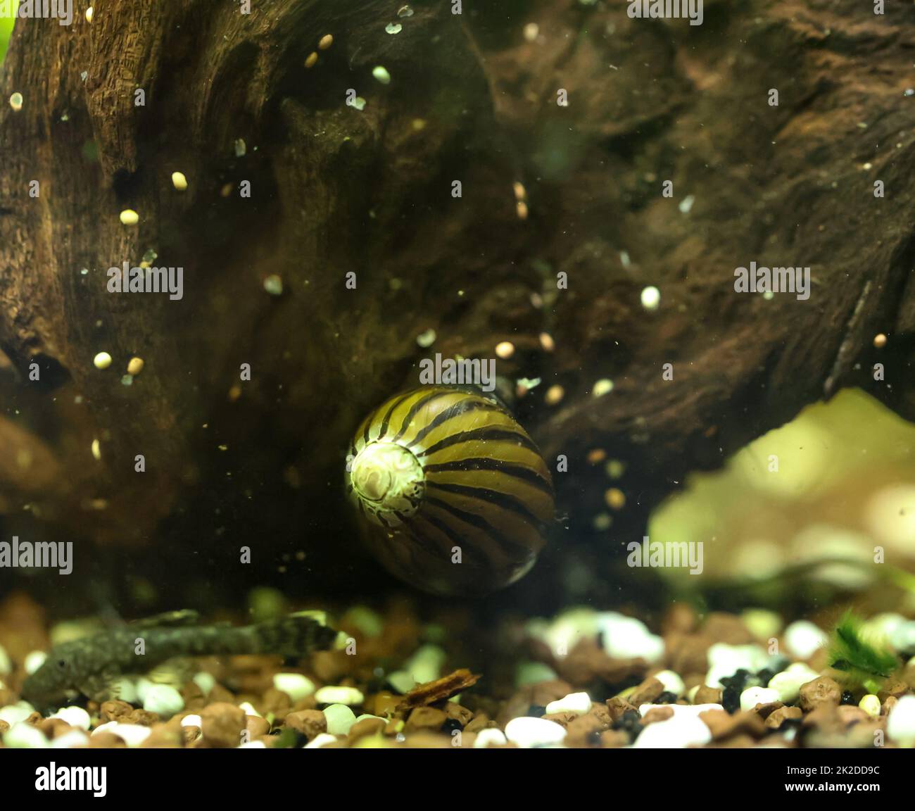 A racing snail in a freshwater aquarium on a piece of wood Stock Photo ...