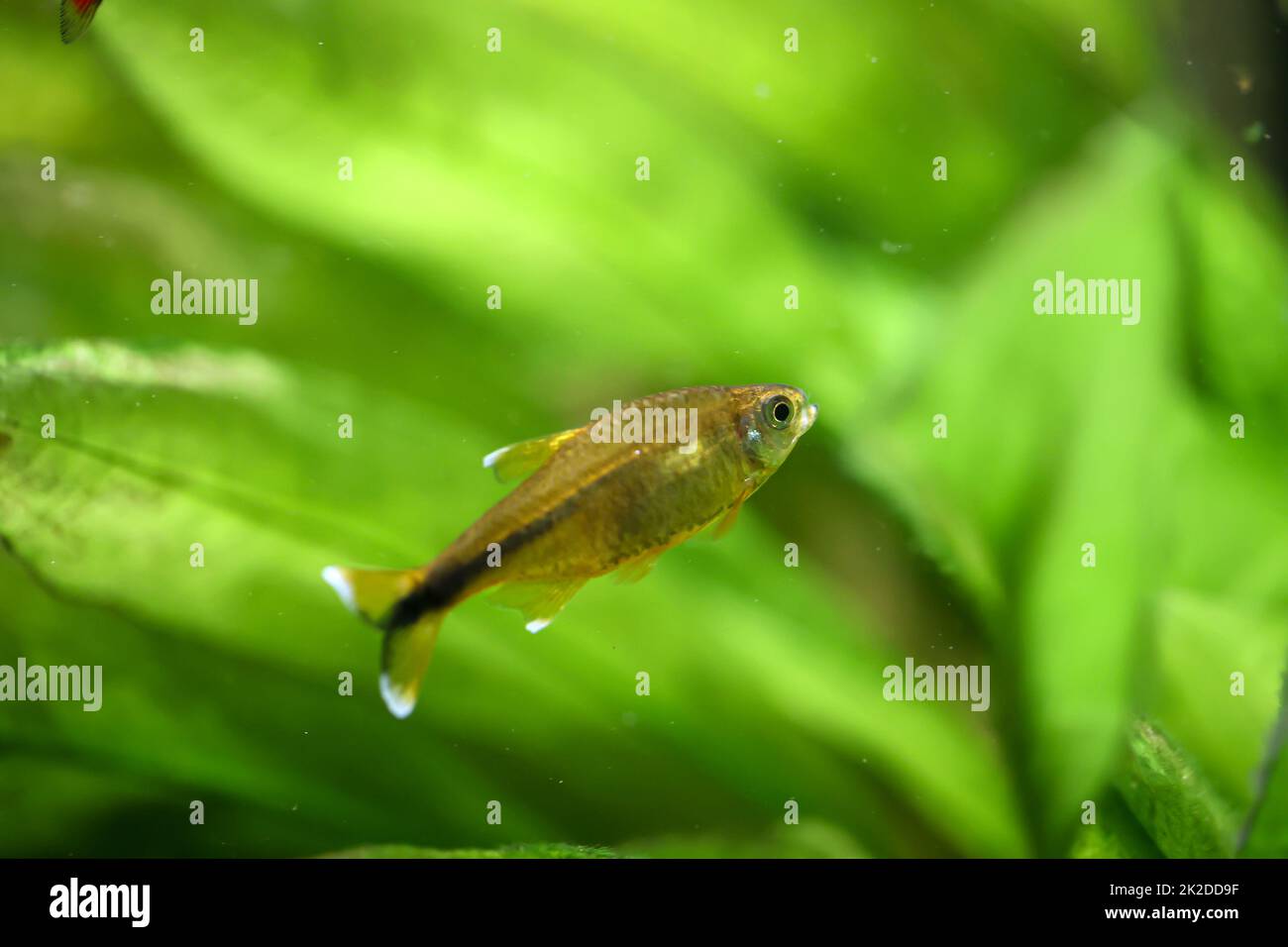 Close up of a copper tetra, copper tetra in freshwater aquarium Stock ...
