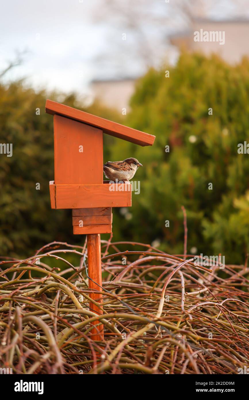 Sparrow front view bird hi-res stock photography and images - Alamy
