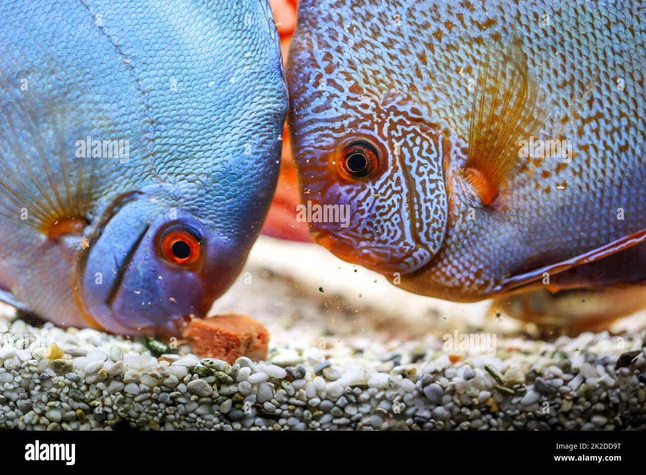 Radiant fish world hi-res stock photography and images - Alamy