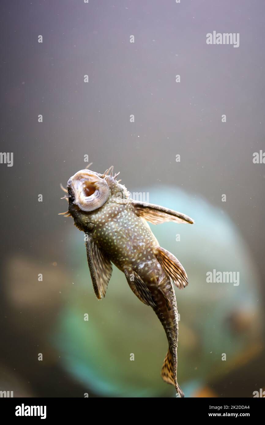 An antenna catfish sucked on the glass of an aquarium Stock Photo - Alamy