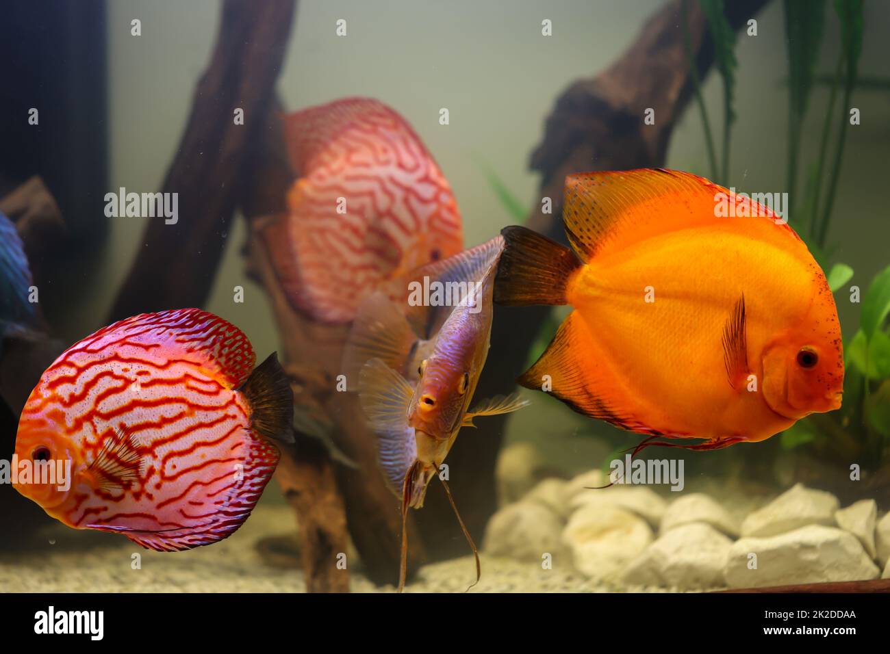 Portrait of a discus in the aquarium, discus fish belongs to the ...