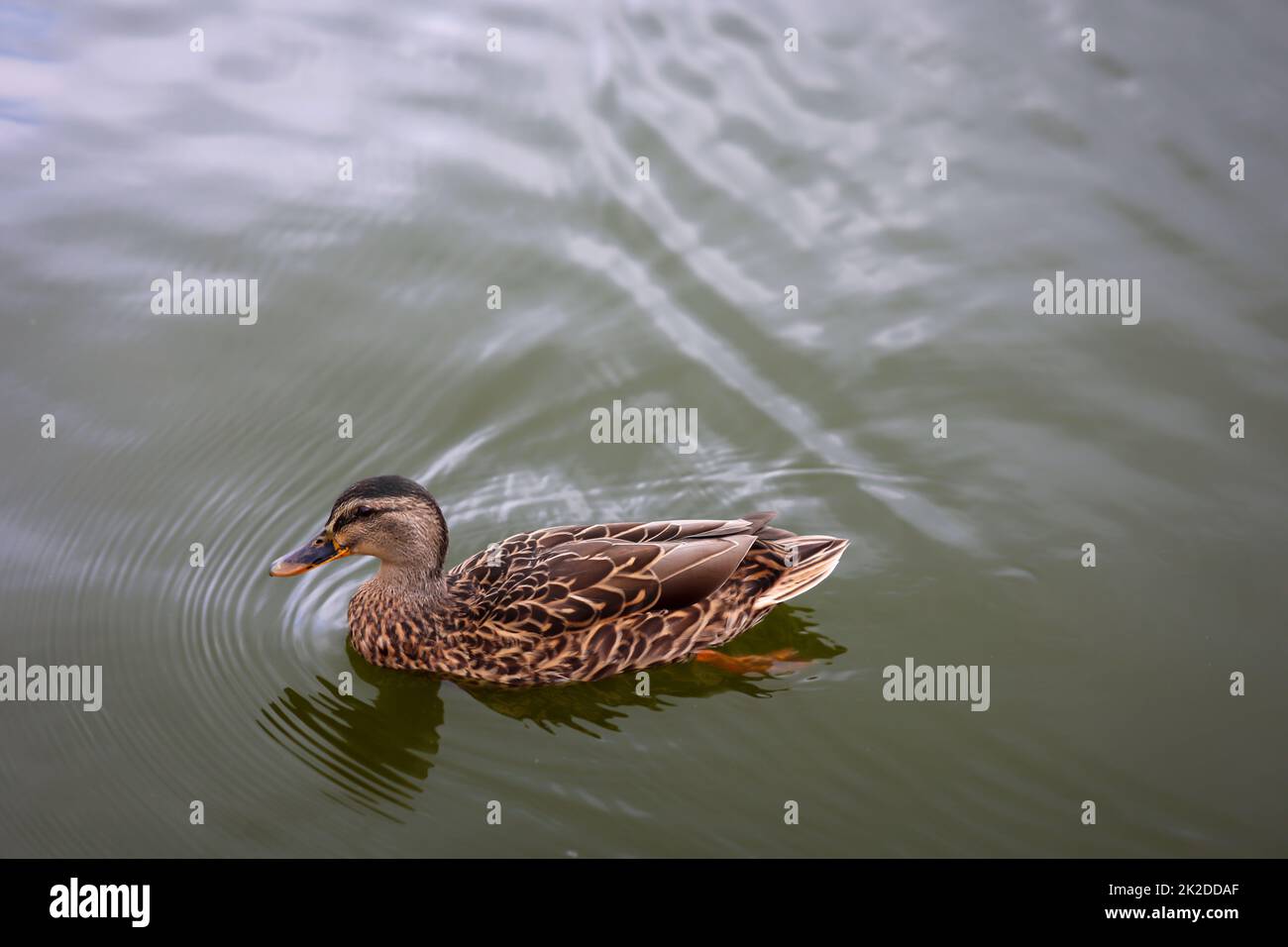 Mallard duck in a pond. The mallard is a bird species and belongs to ...