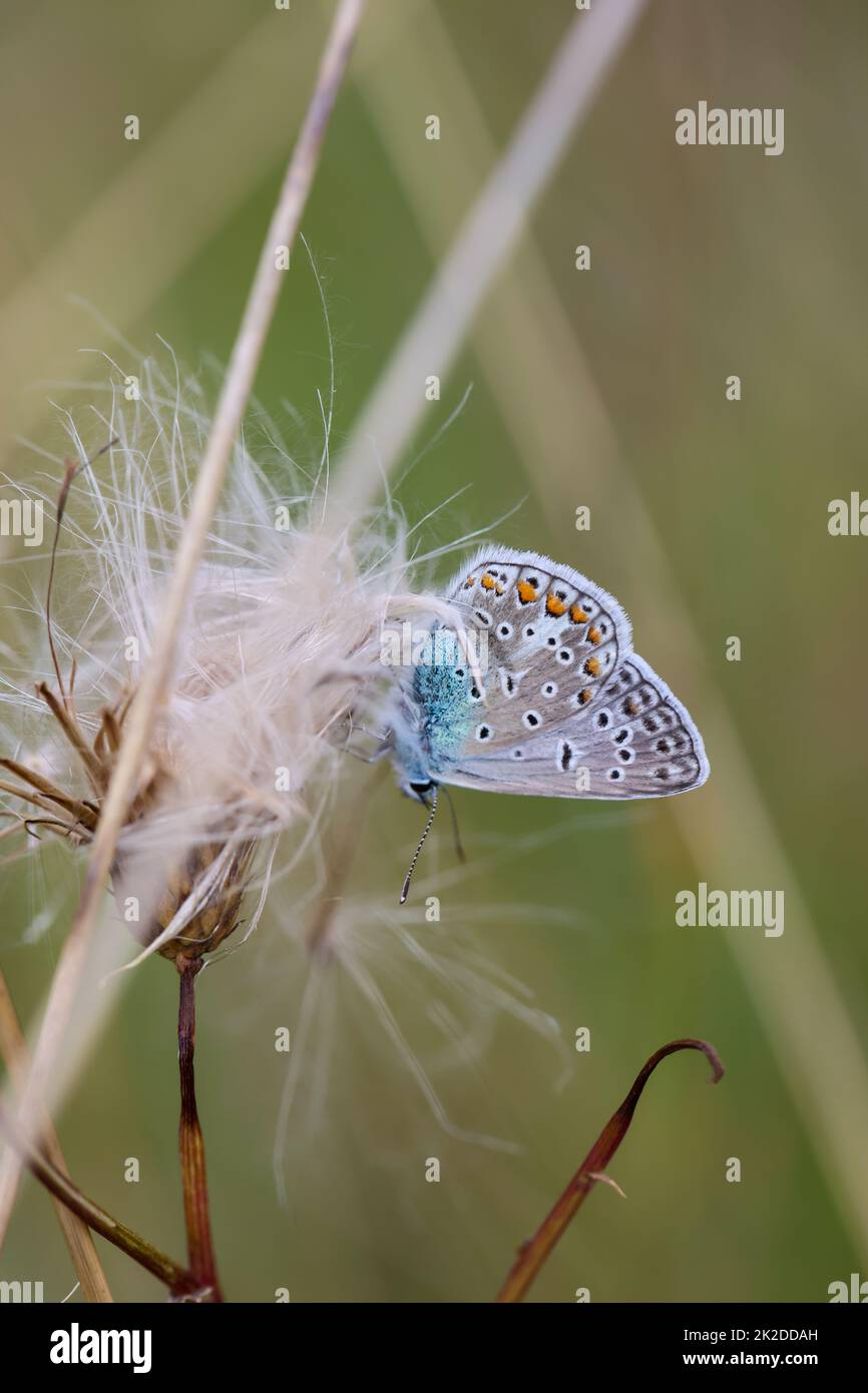 A blue butterfly, moth on a meadow plant Stock Photo - Alamy