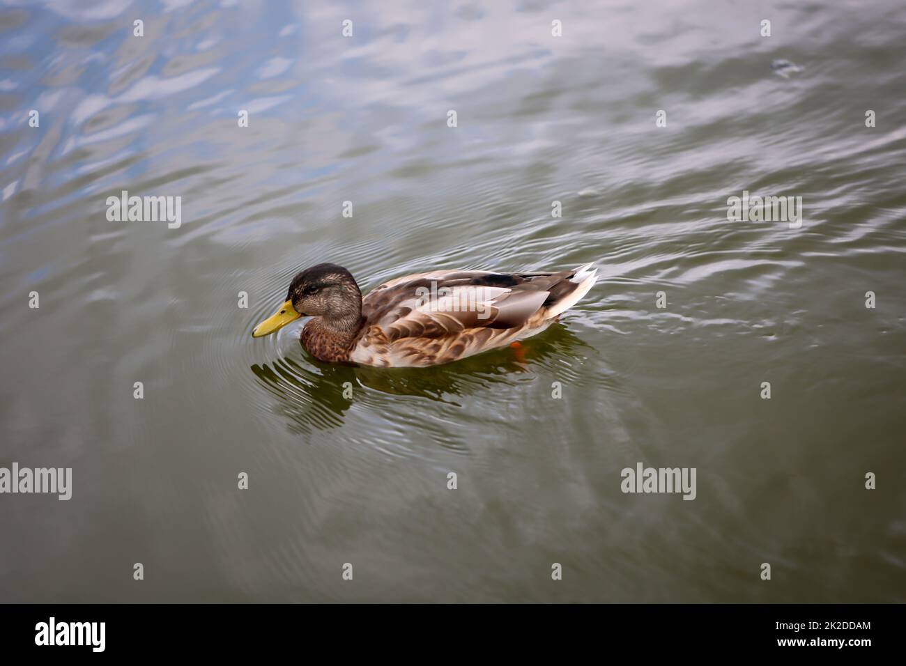 Mallard duck in a pond. The mallard is a bird species and belongs to ...