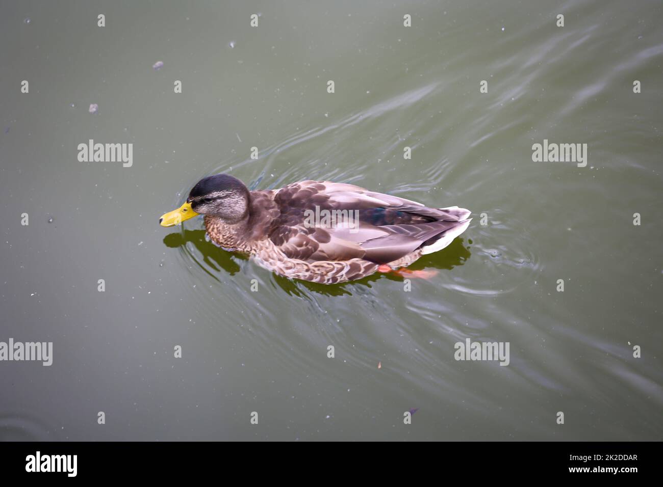 Mallard duck in a pond. The mallard is a bird species and belongs to ...