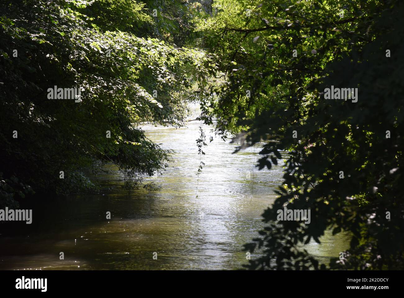a river with floating water Stock Photo - Alamy